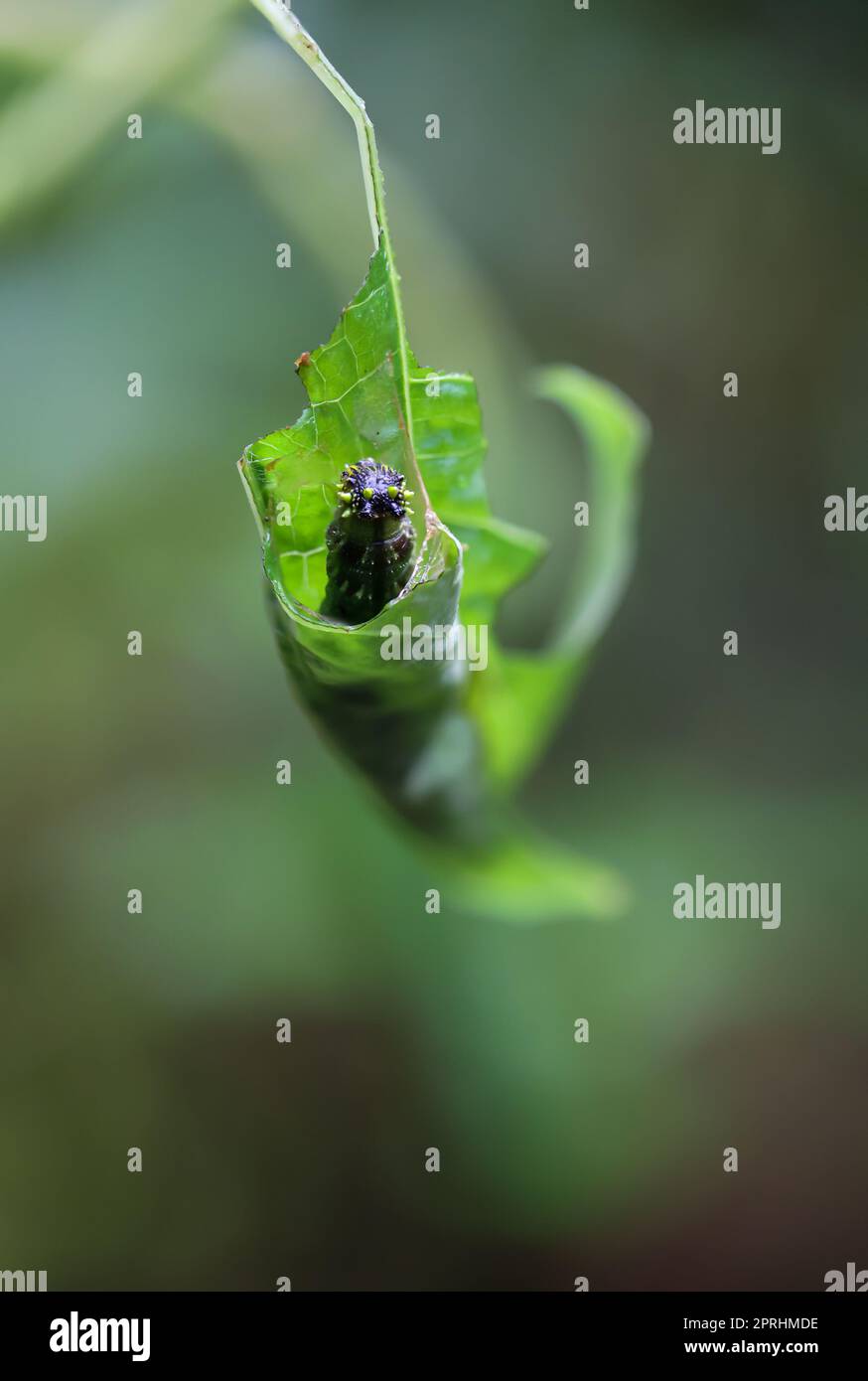 Pupate wildlife hi-res stock photography and images - Alamy