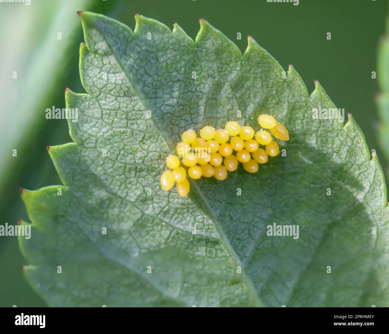 Depending on the amount of yellow eggs of bugs or other insects on the ...