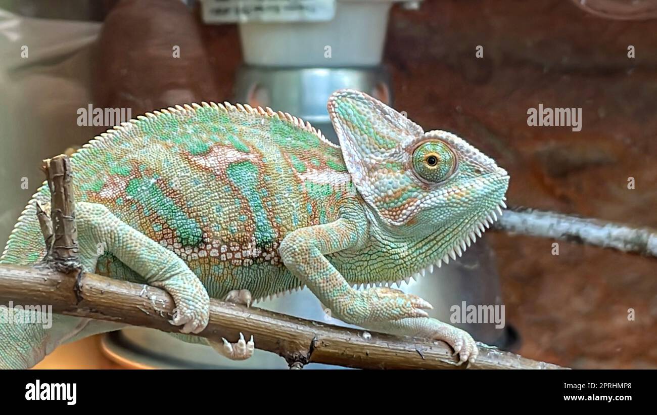 A Chile Camelion in the terarium. Portrait of a Camelion Stock Photo ...