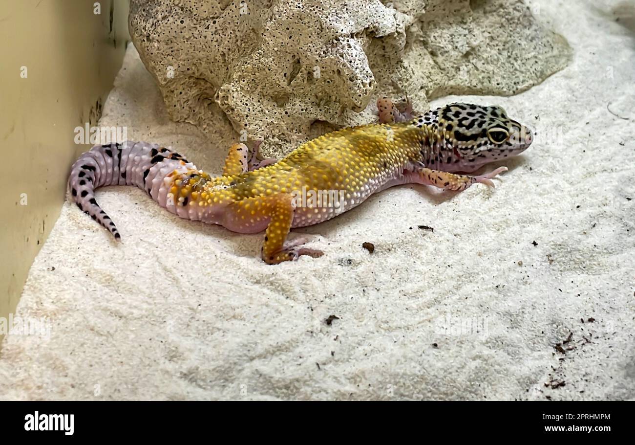 Portrait of a leopard gecko. Each of the animals looks differently ...