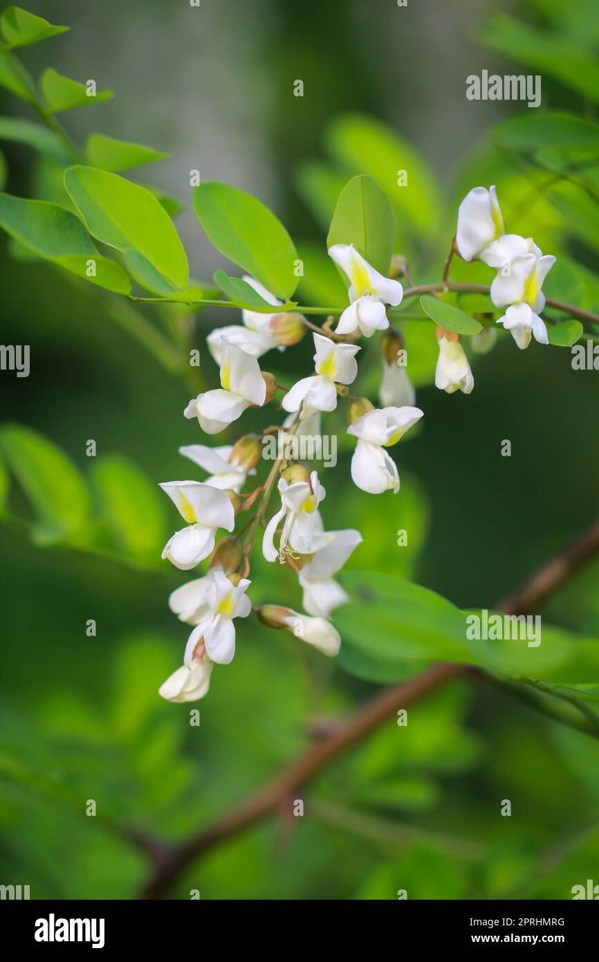 The beautiful white flowers of a black locust tree and its green leaves ...