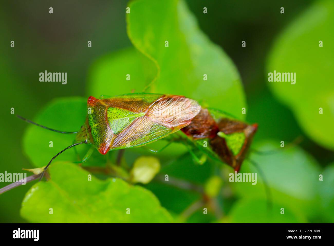 Trefoil bugs hi-res stock photography and images - Alamy