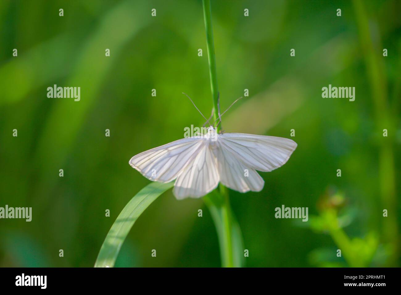 Hay moth hi-res stock photography and images - Alamy