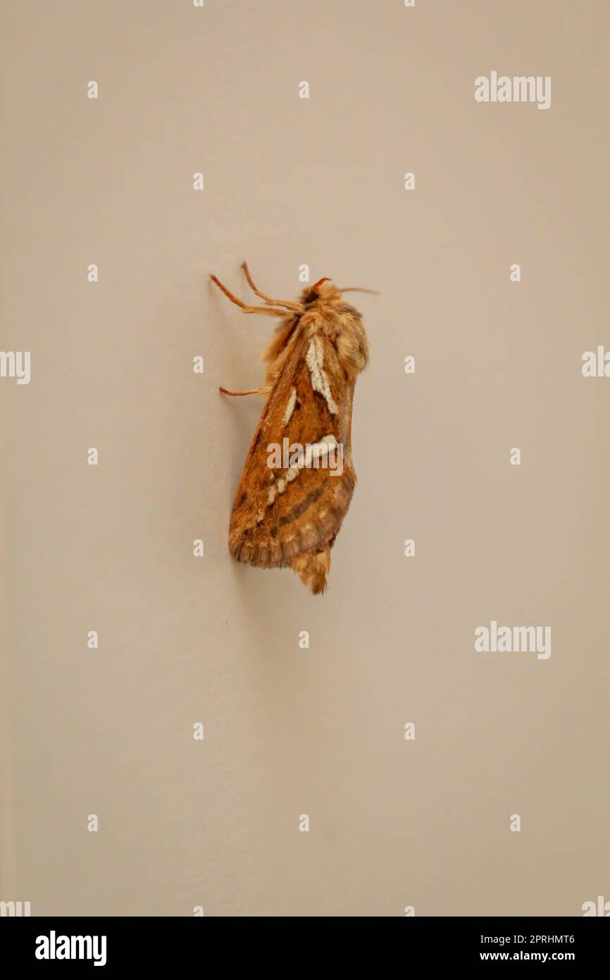 Hop moth hi-res stock photography and images - Alamy
