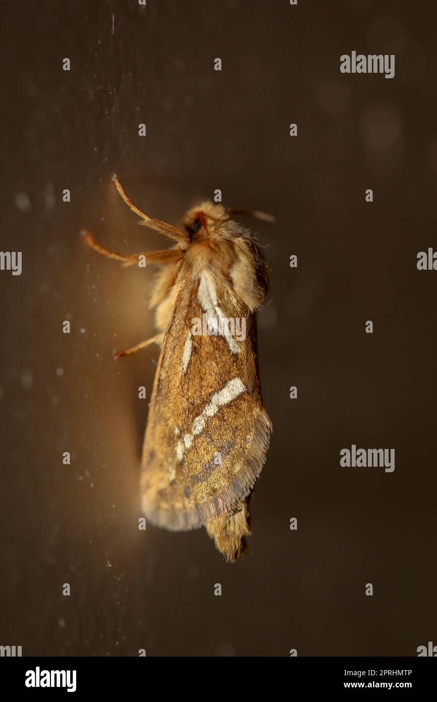 Hop moth hi-res stock photography and images - Alamy