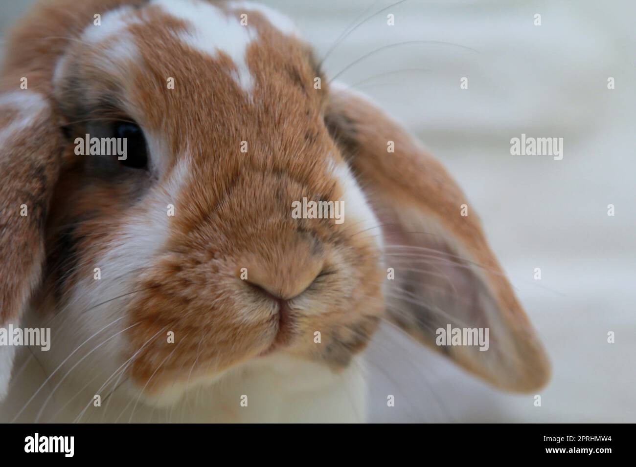 Chunky rabbit hi-res stock photography and images - Alamy