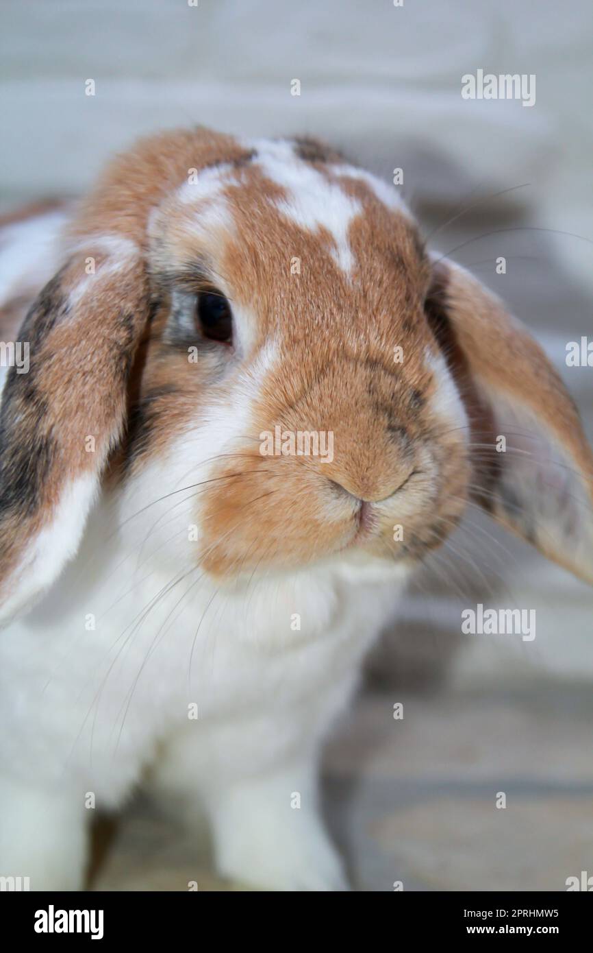 Chunky rabbit hi-res stock photography and images - Alamy