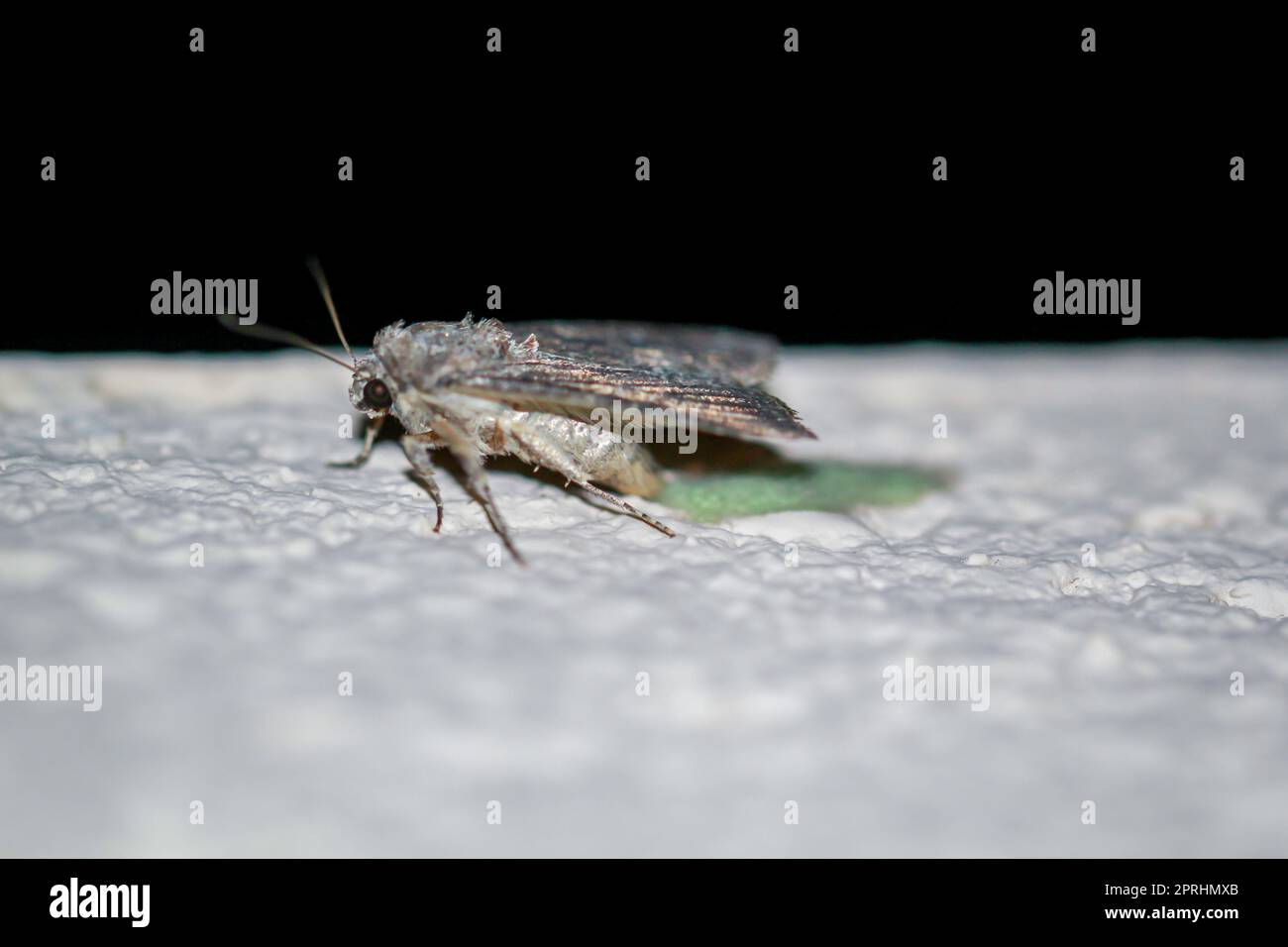 Moth on white wall hi-res stock photography and images - Alamy