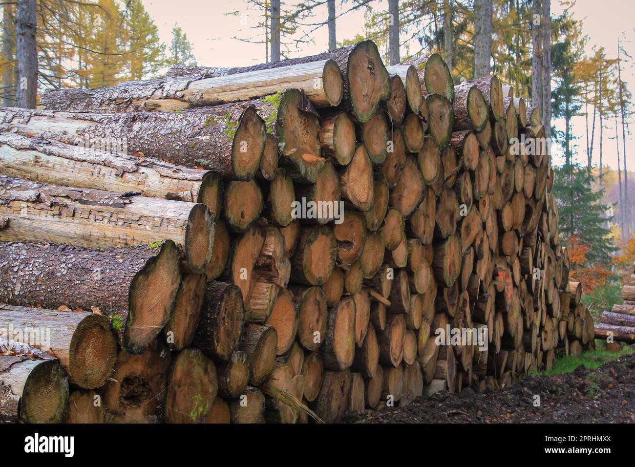 A stack of many logs, also called a polter Stock Photo - Alamy