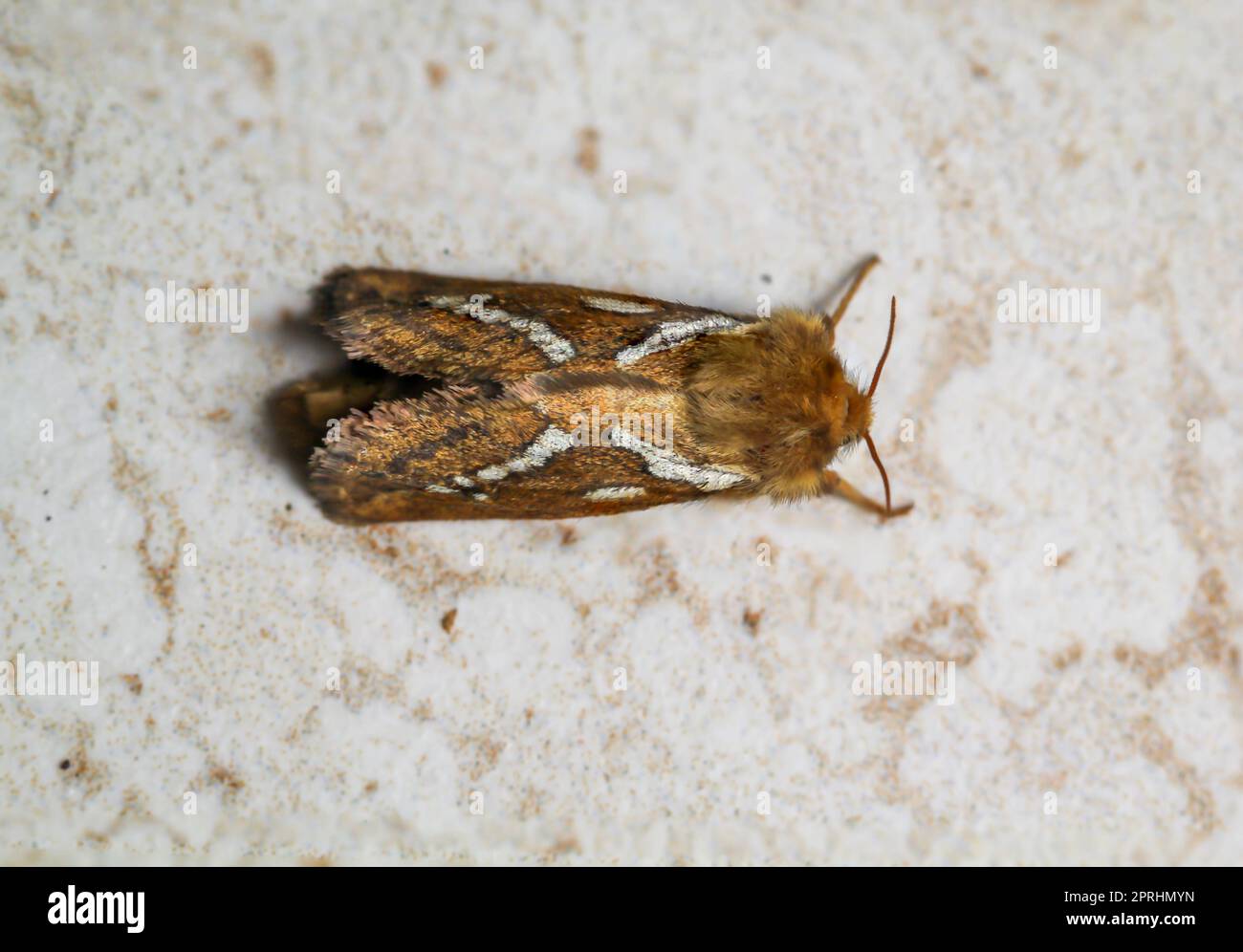 Close-up of a small hop rootworm. A moth, butterfly Stock Photo - Alamy