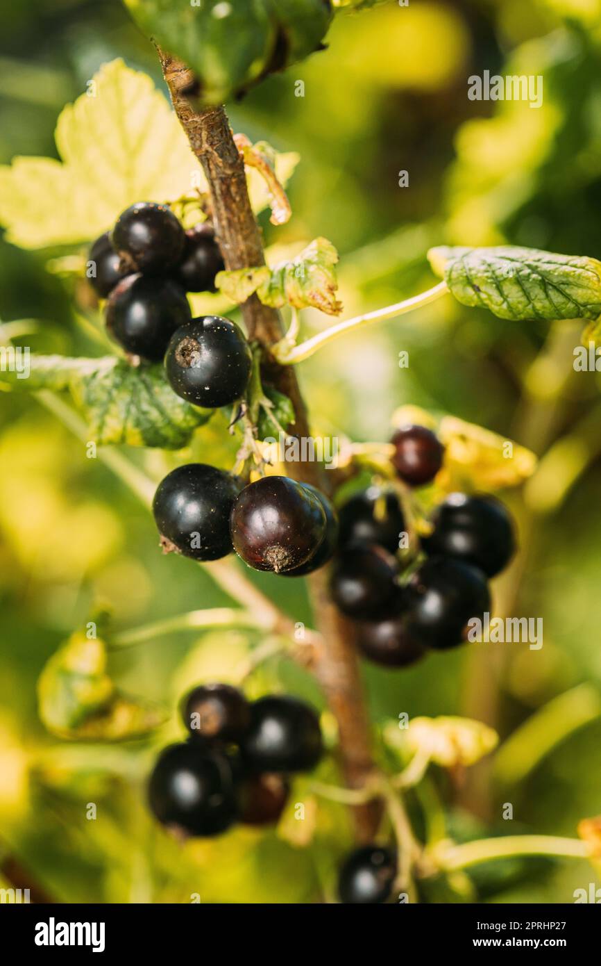 Summer growing berries hi-res stock photography and images - Alamy