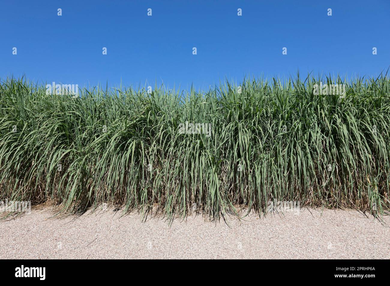 Horizontal long grass hi-res stock photography and images - Alamy