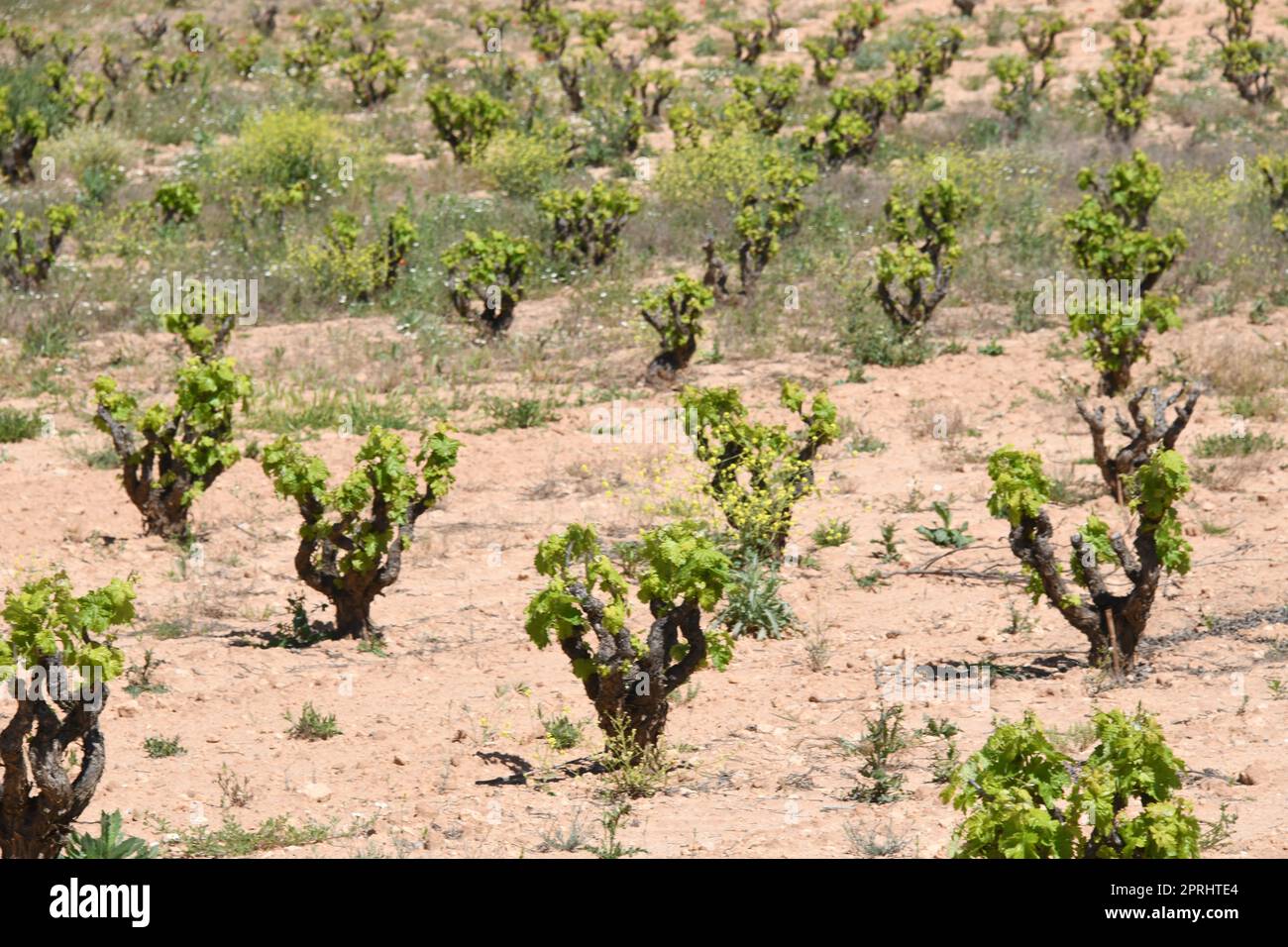 Grape vines in the field in Cuenca province, Spain, May 2022 Stock ...