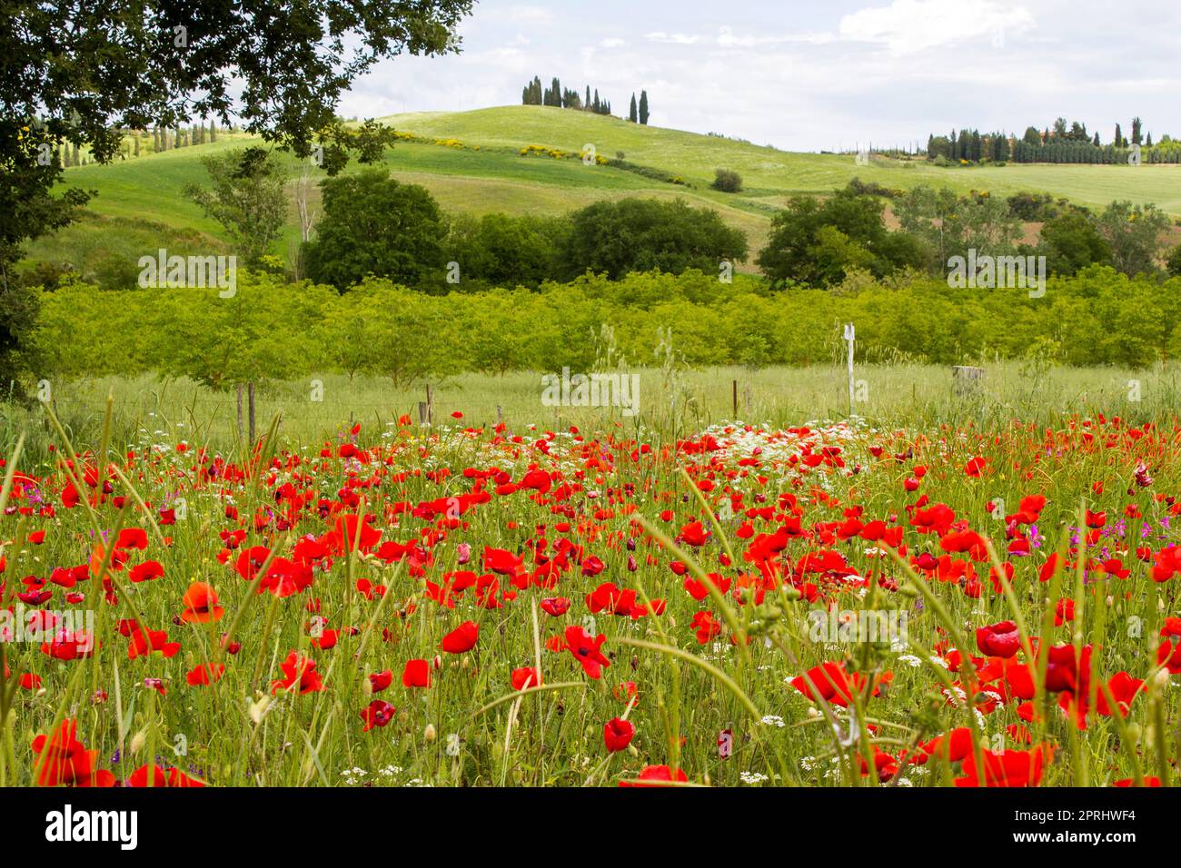 spring in Tuscany, landscape with poppies Stock Photo - Alamy