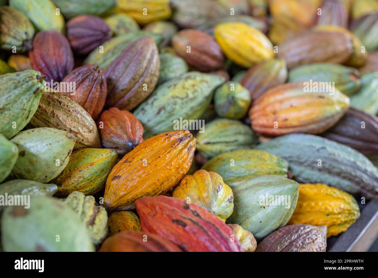 Stack of colorful ripe cocoa pod Stock Photo - Alamy