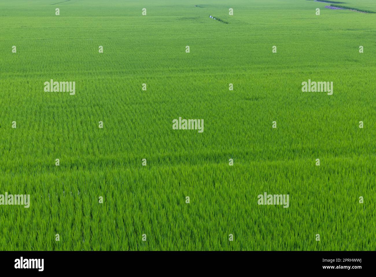 Fresh raw paddy rice meadow in Taitung of Taiwan Stock Photo - Alamy