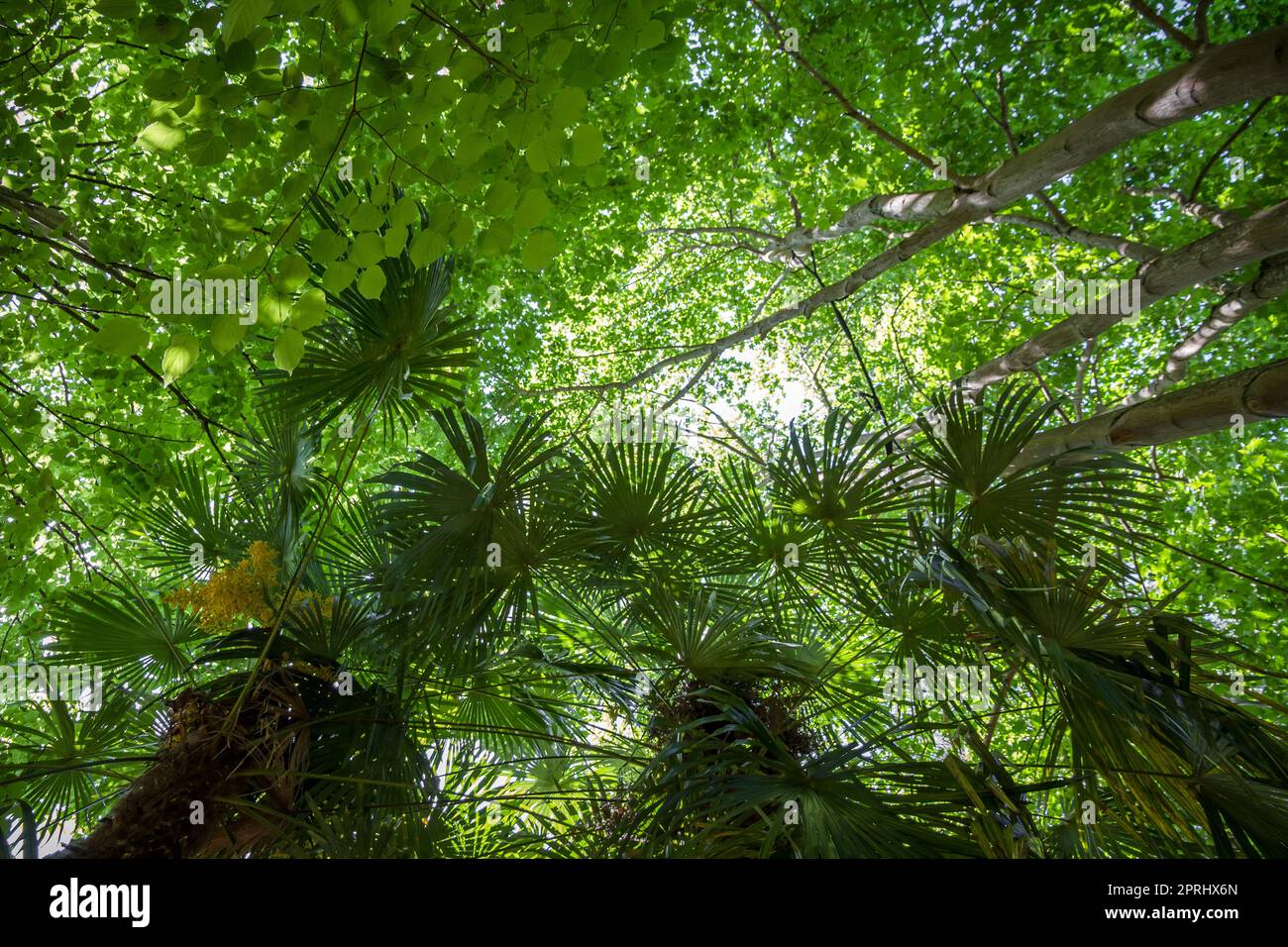 Deep tropical rain forest background. Bottom view Stock Photo - Alamy