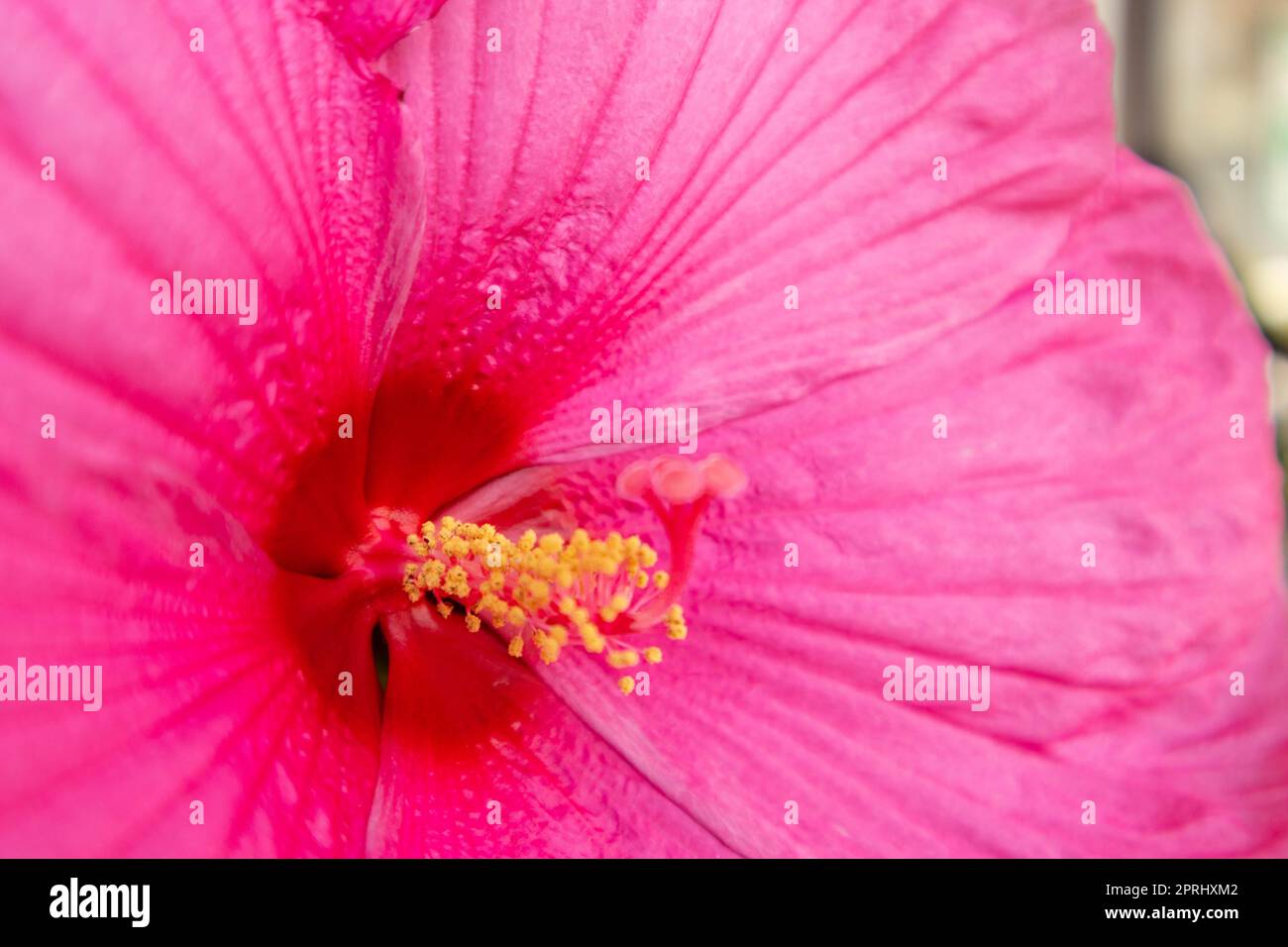 Cayenne or Hibiscus flower with circular shape, Riminmi, Italy Stock ...