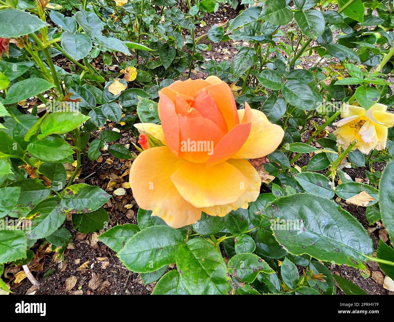 Roses summer hi-res stock photography and images - Alamy