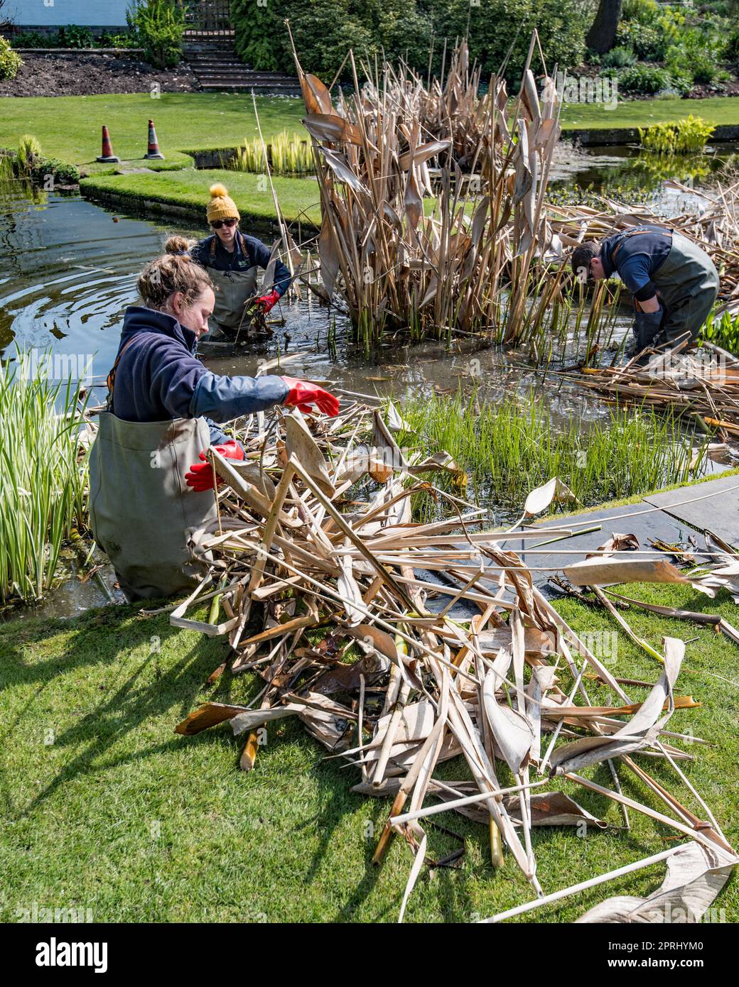 Thalia also known as hardy water canna hi-res stock photography and ...
