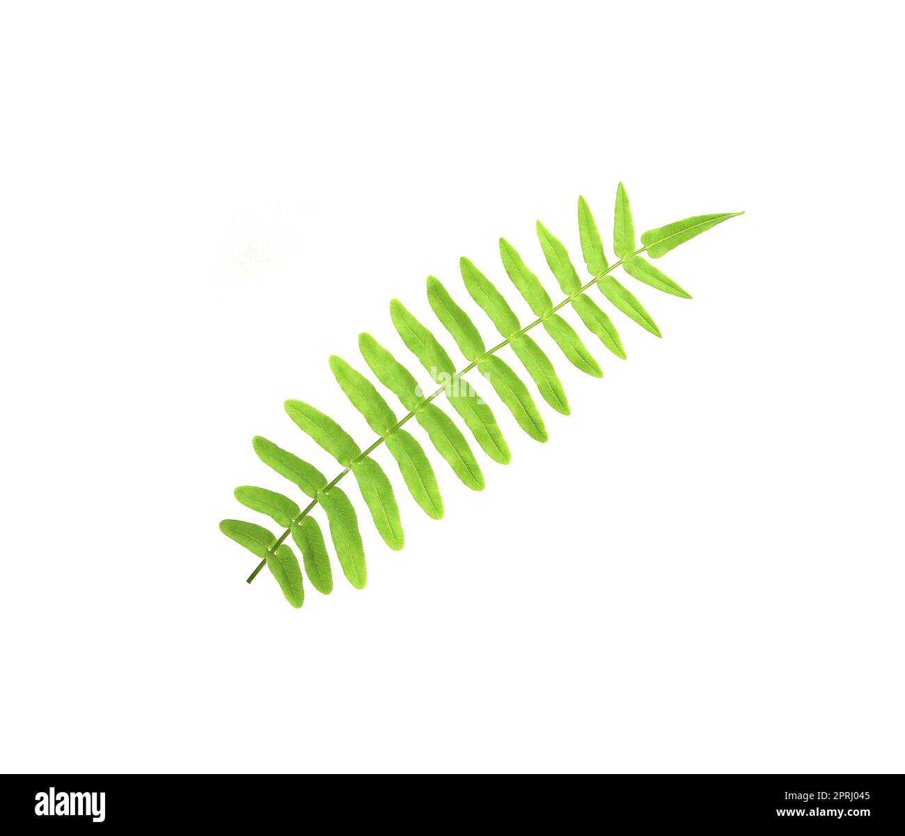 Lush green fern foliage Cut Out Stock Images & Pictures - Alamy