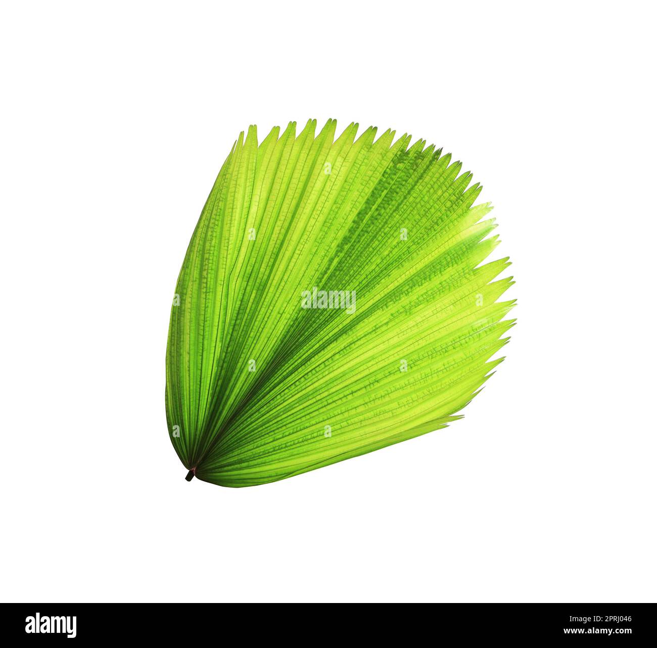 tropical green blowing palm leaf isolated on white background Stock ...