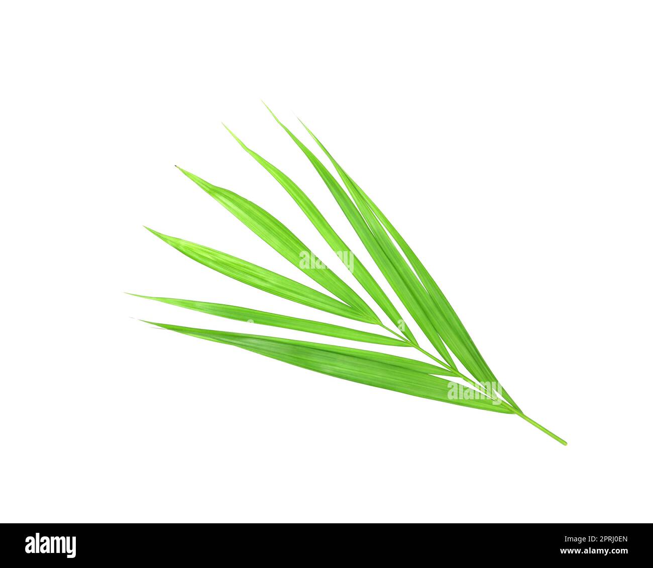 Dense tropical jungle Cut Out Stock Images & Pictures - Alamy