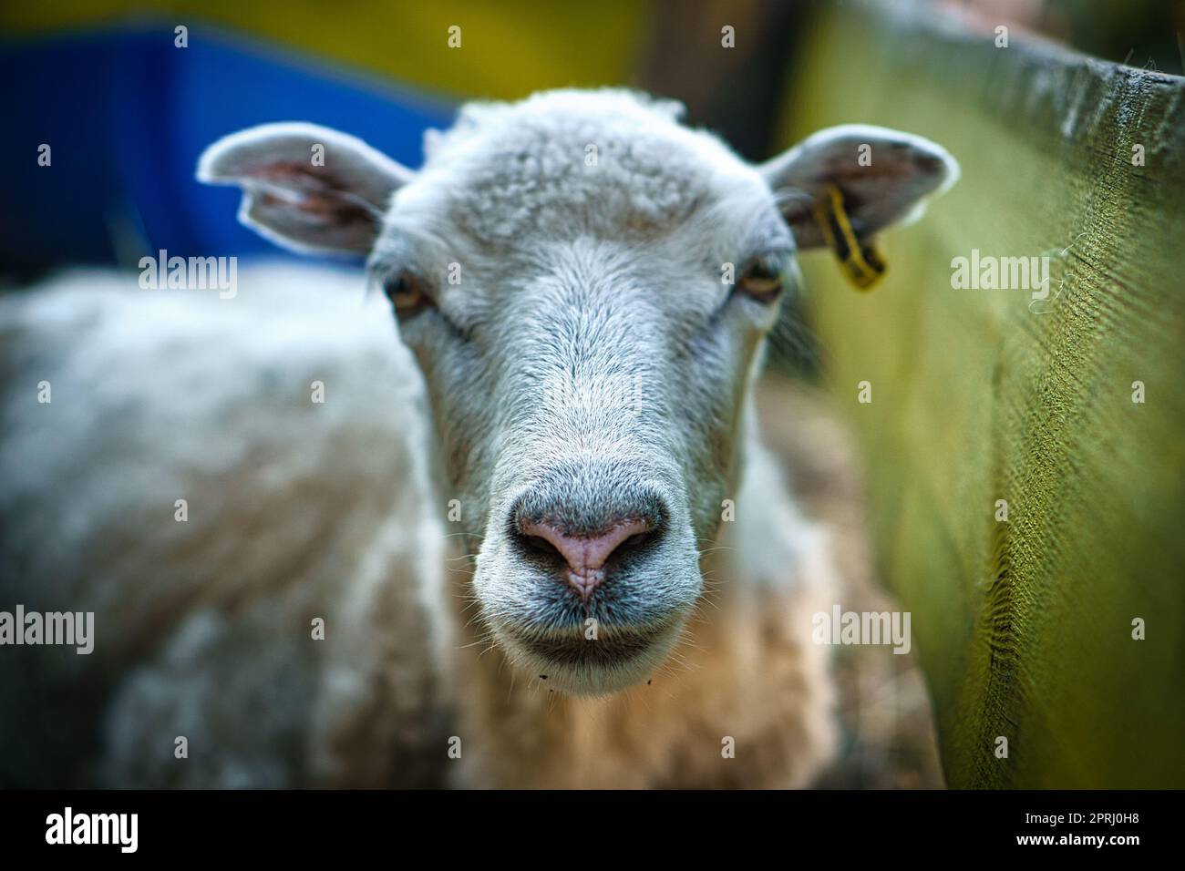 sheep snout funny taken with eye contact to the observer. taken in ...