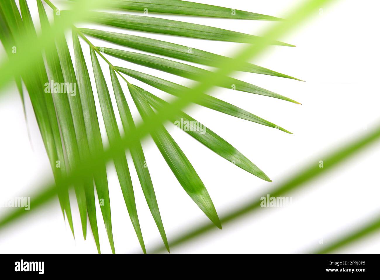 Green screen palm tree hi-res stock photography and images - Alamy