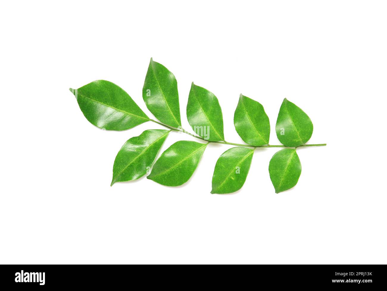 collection tropical green leaf on white background Stock Photo - Alamy