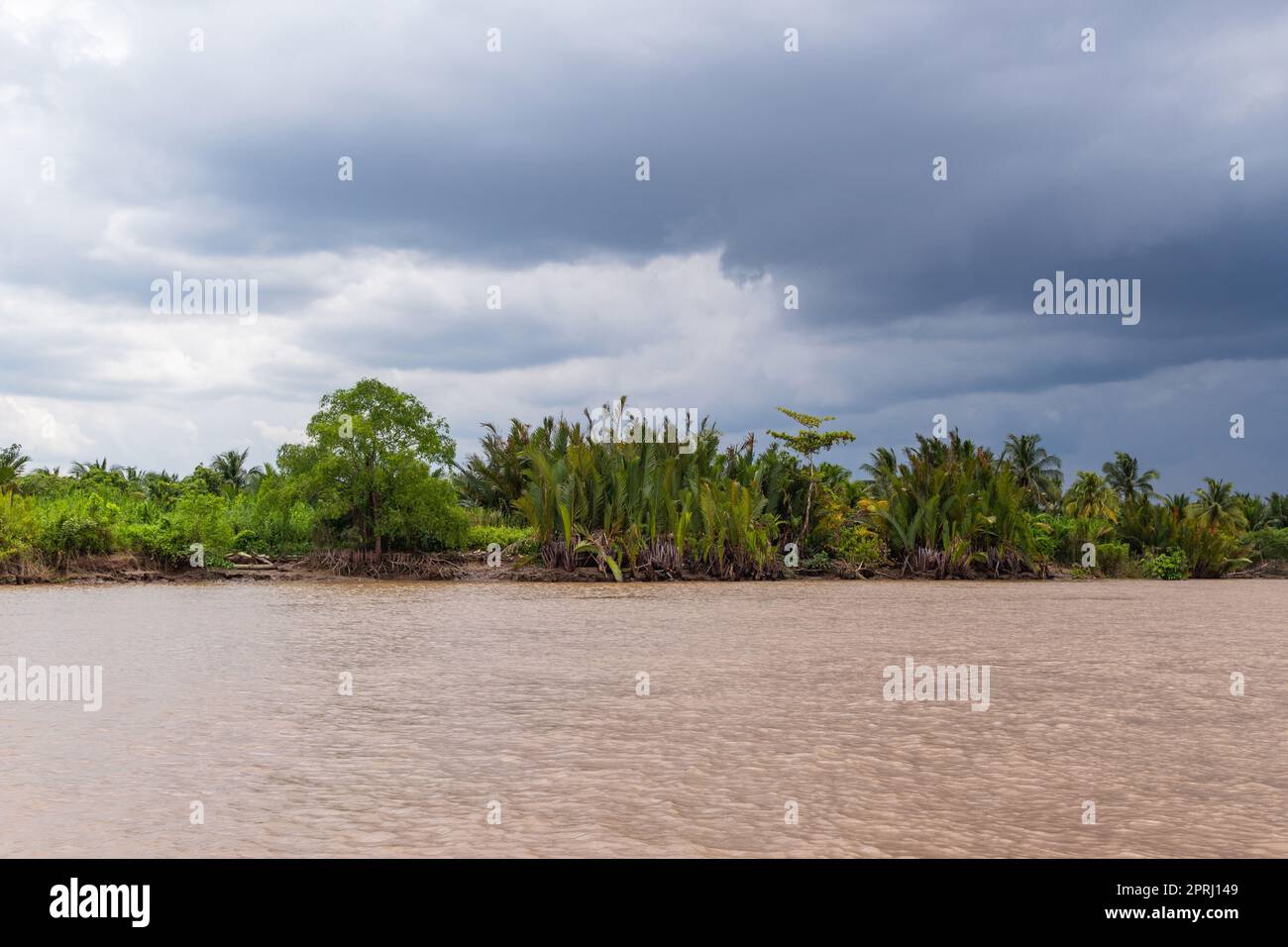 Mangrove trees and palm leaves in delta of Mekong river, Vietnam, Asia ...