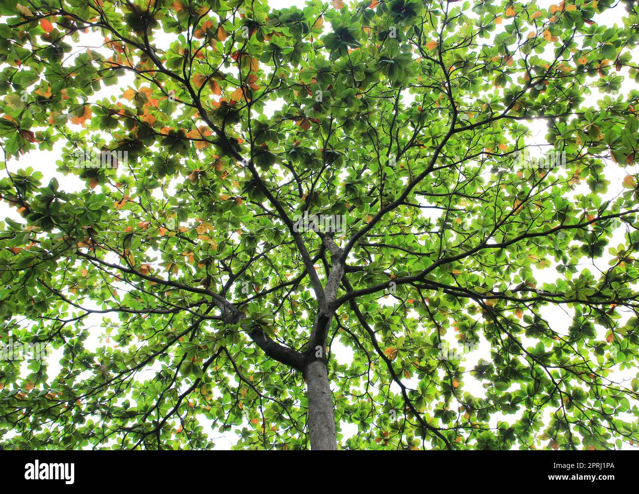 big tree with green leaves Stock Photo - Alamy