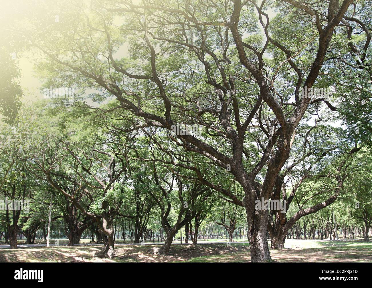 Big tree with green leaves Stock Photo - Alamy