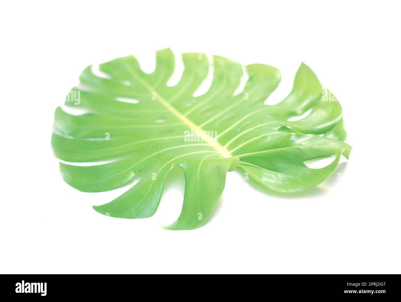 Green monstera leaf rain Cut Out Stock Images & Pictures - Alamy