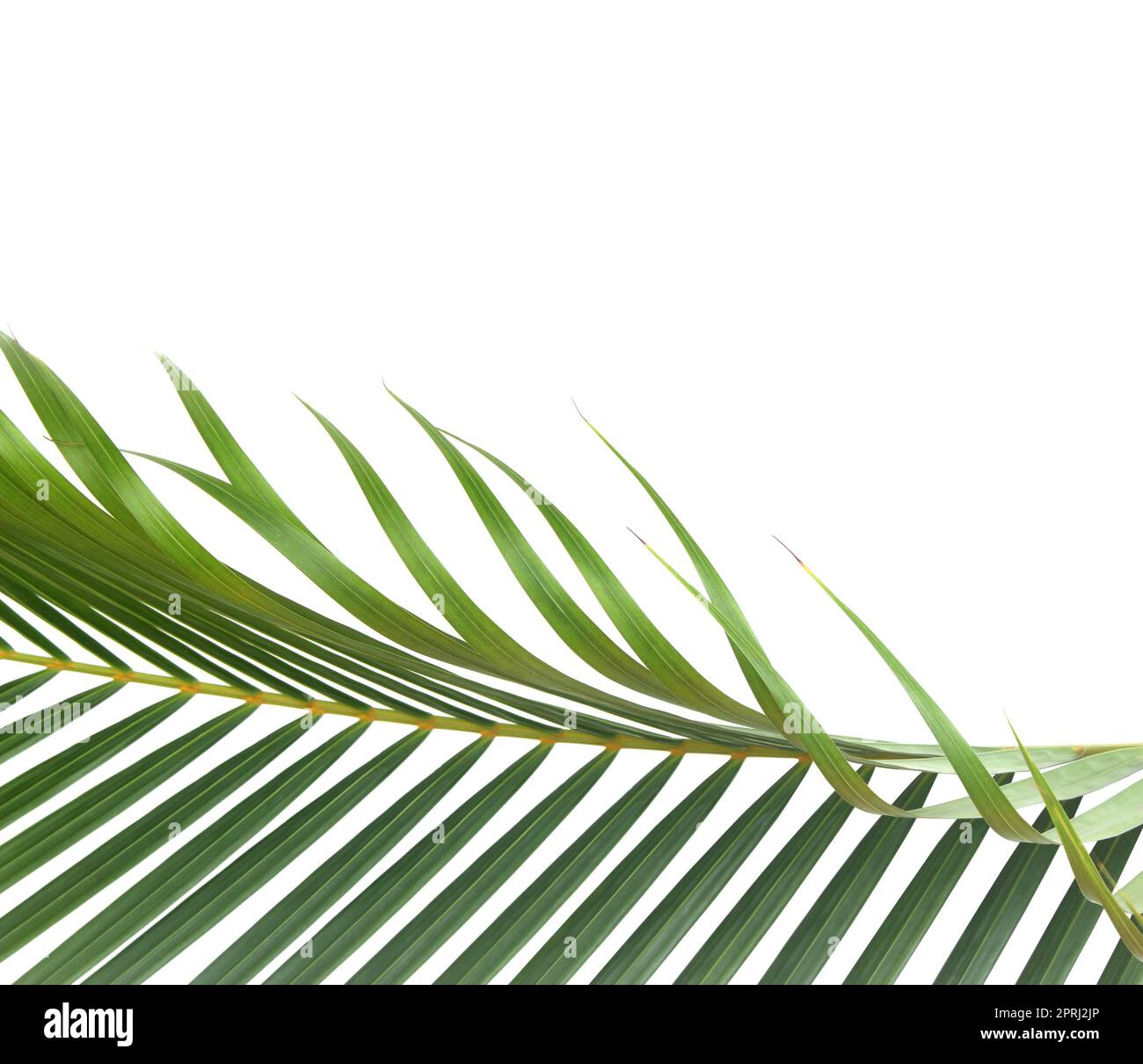 green leaf of palm tree on white background with clipping path Stock ...
