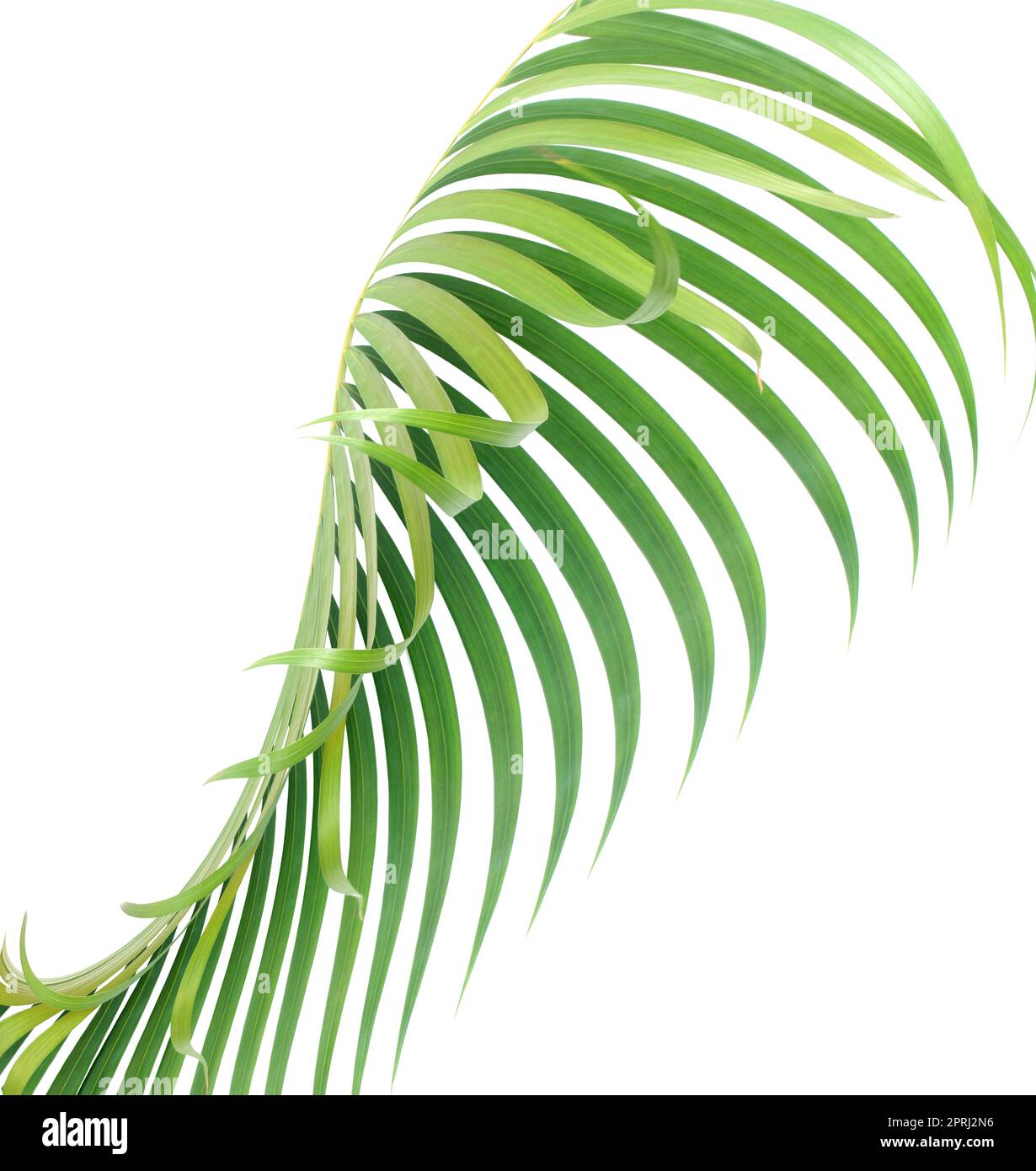 Lush green leafs on Cut Out Stock Images & Pictures - Alamy