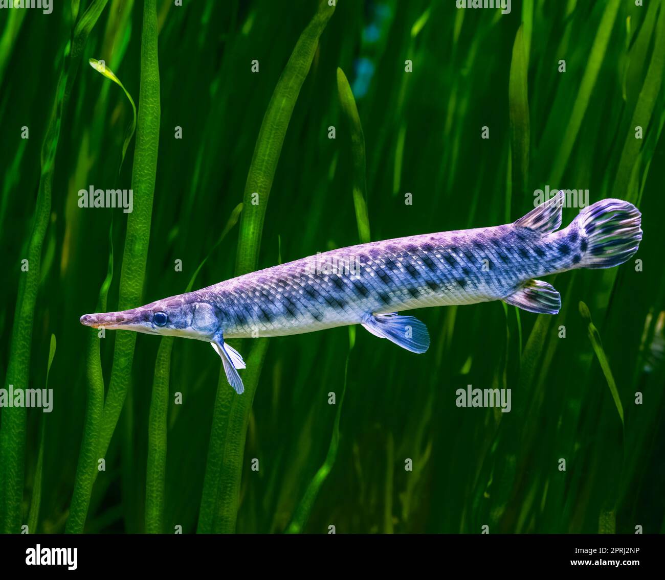Closeup of a sturgeon fish Stock Photo - Alamy