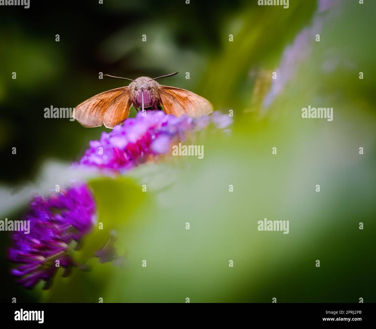 Hummingbird hawk-moth flying to a budleia flower Stock Photo - Alamy