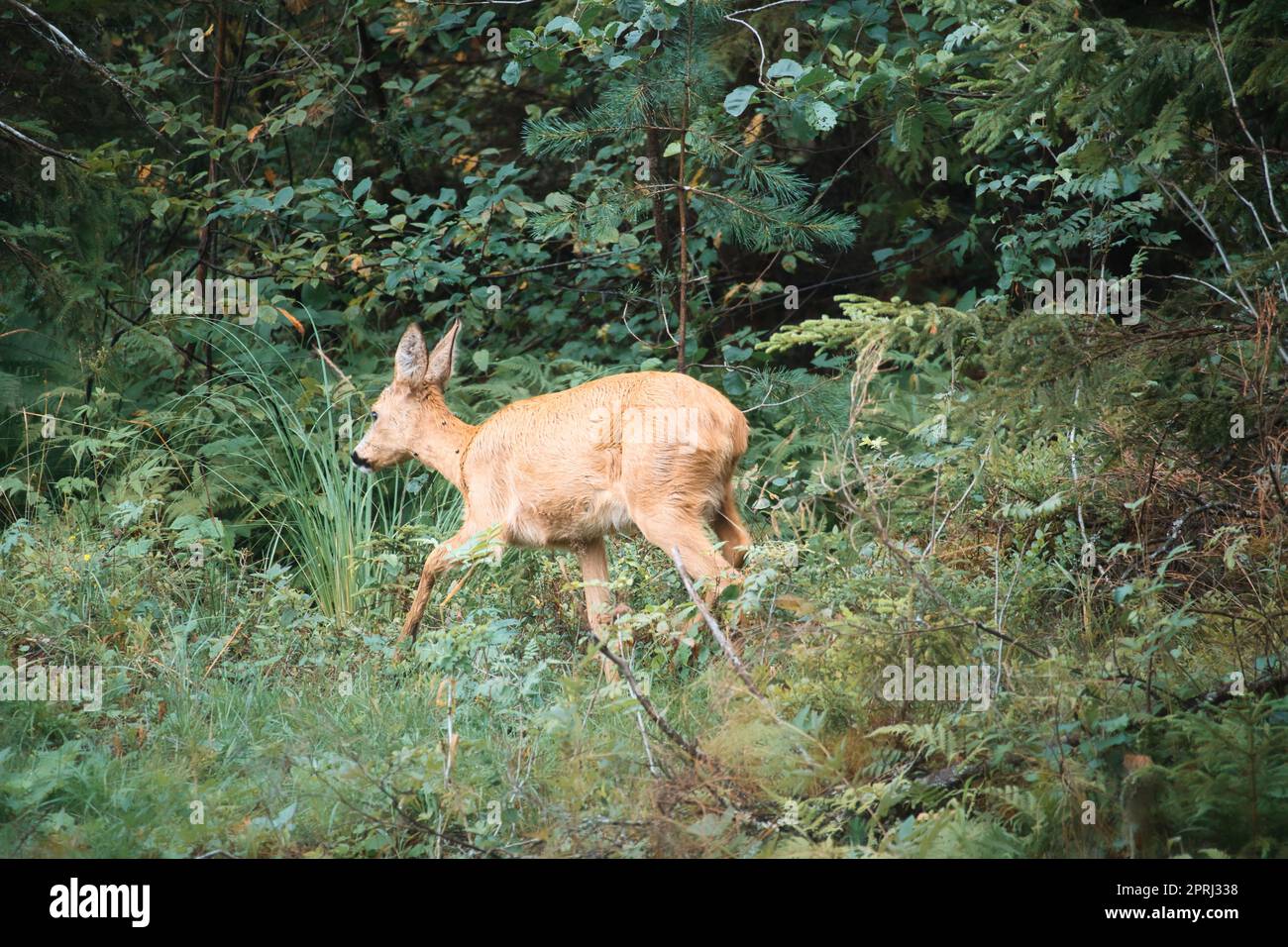Deer in a clearing in front of the forest looking at the viewer ...