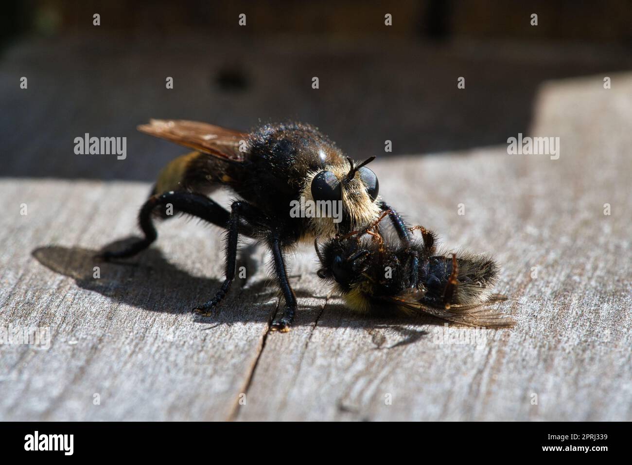 Yellow murder fly or yellow robber fly with a bumblebee as prey. Insect ...
