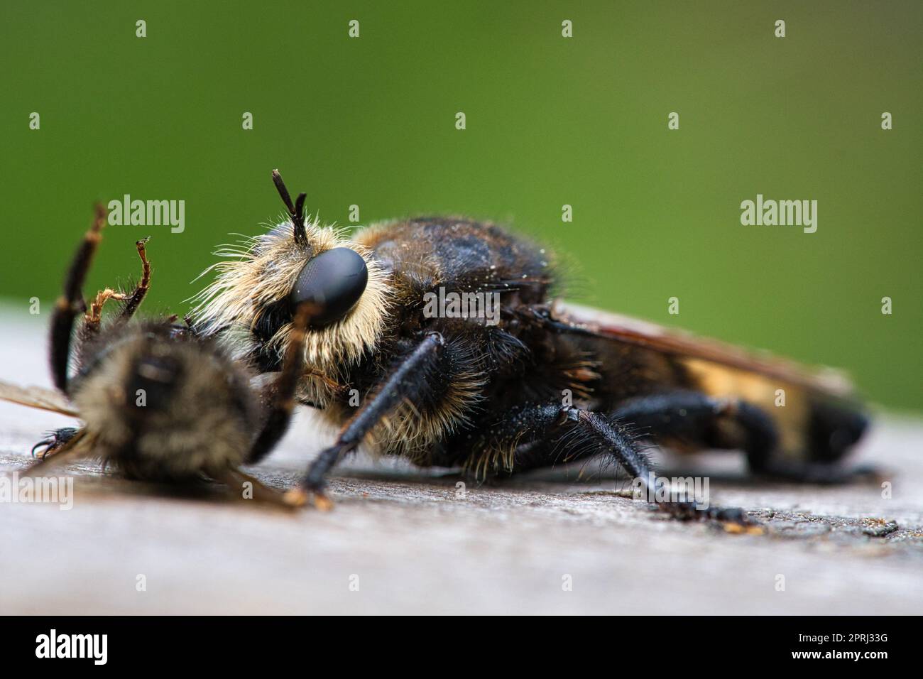 Yellow murder fly or yellow robber fly with a bumblebee as prey. Insect ...