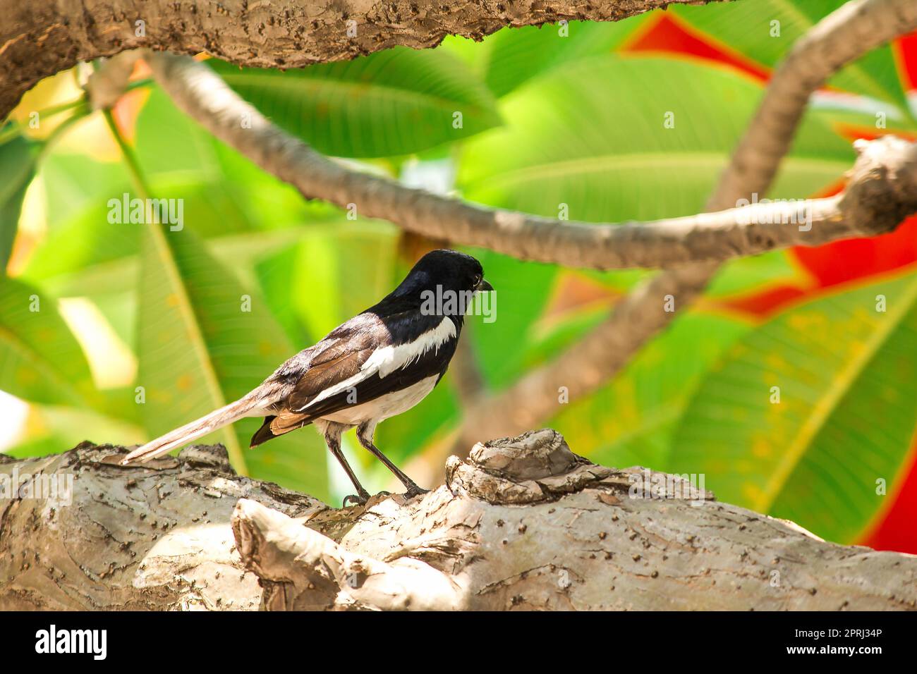 Two eurasian magpie hi-res stock photography and images - Alamy
