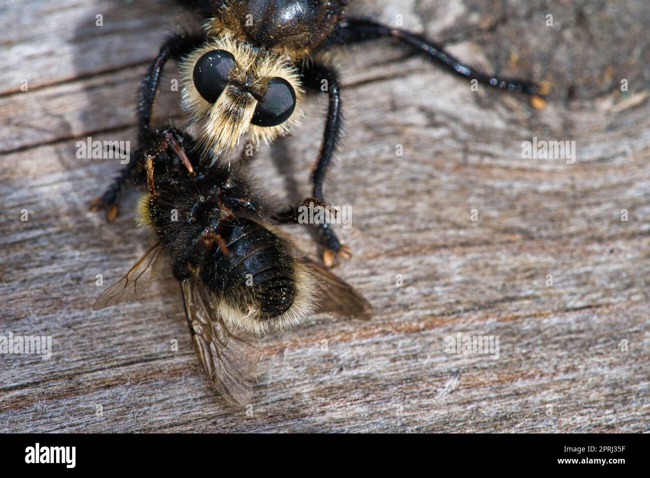Murder wasp hi-res stock photography and images - Alamy