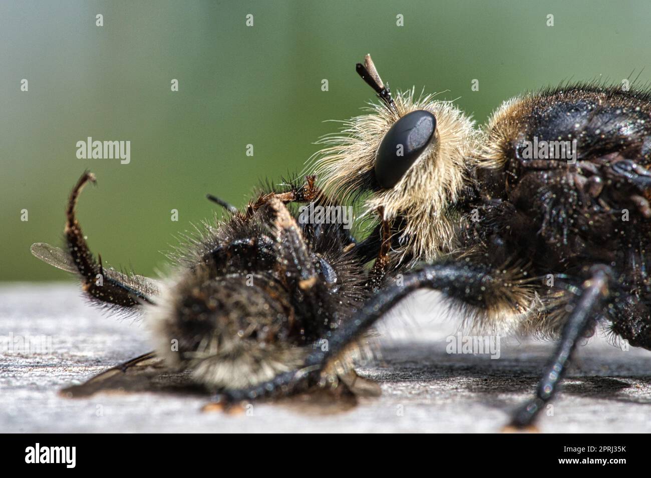 Yellow robber fly with prey hi-res stock photography and images - Alamy