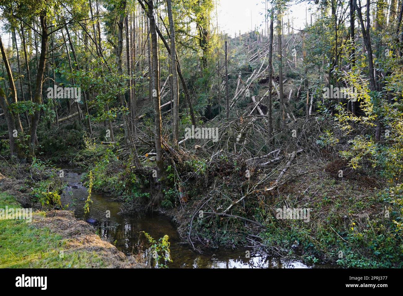 Massive storm damages in a forest with a swathe of destruction Stock ...