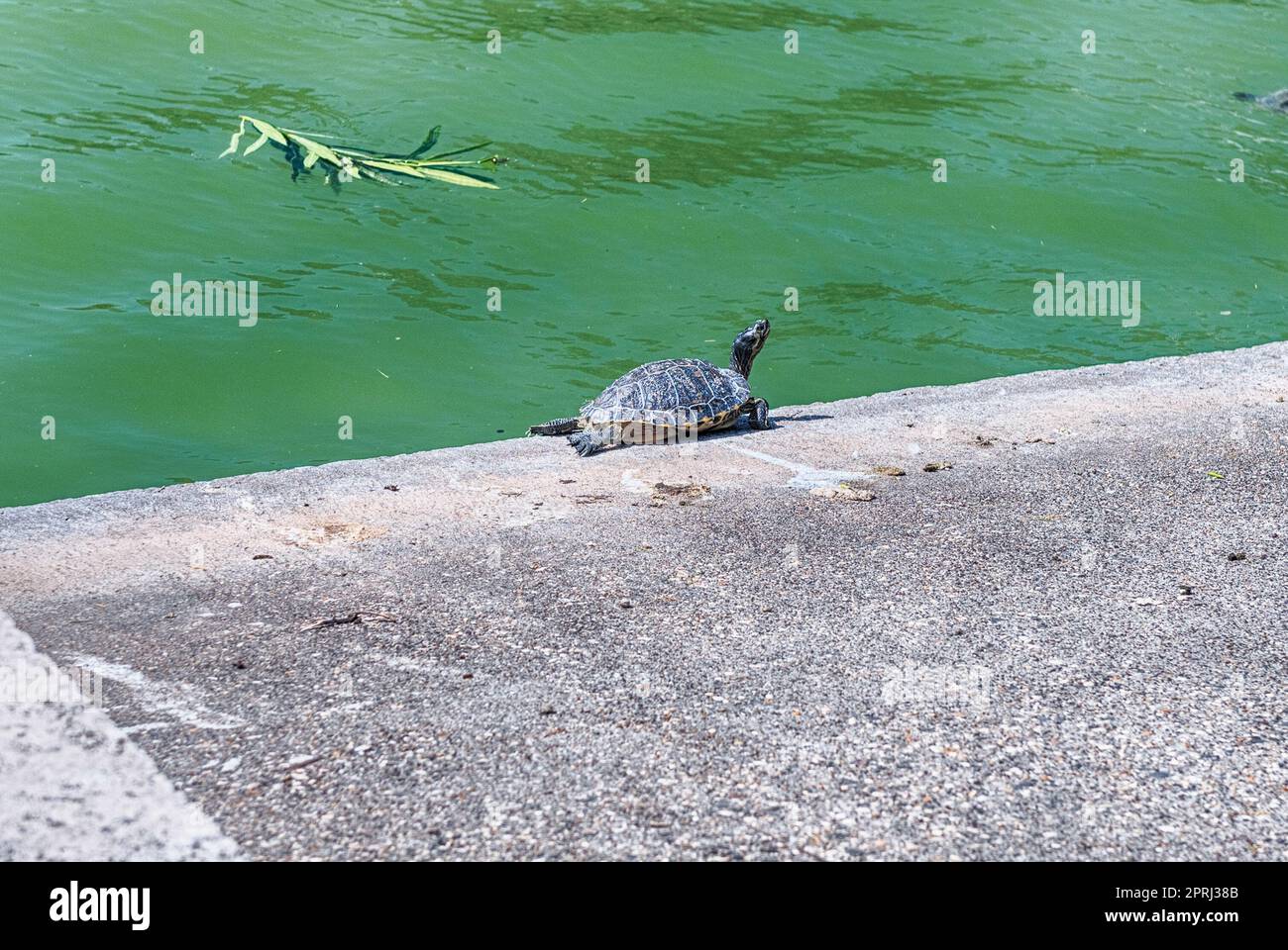 Peaceful turtle taking a sunbath in Rome, Italy Stock Photo - Alamy