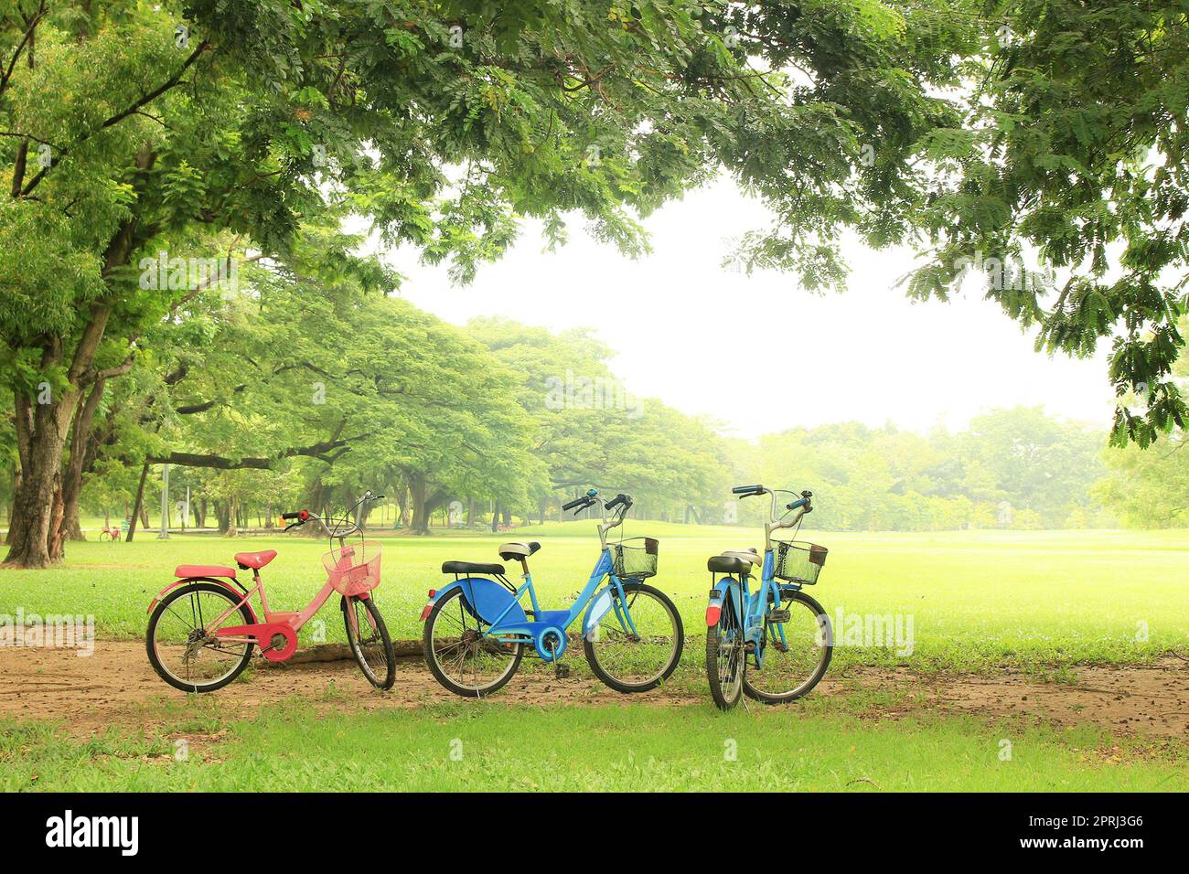 Under the big tree hi-res stock photography and images - Alamy
