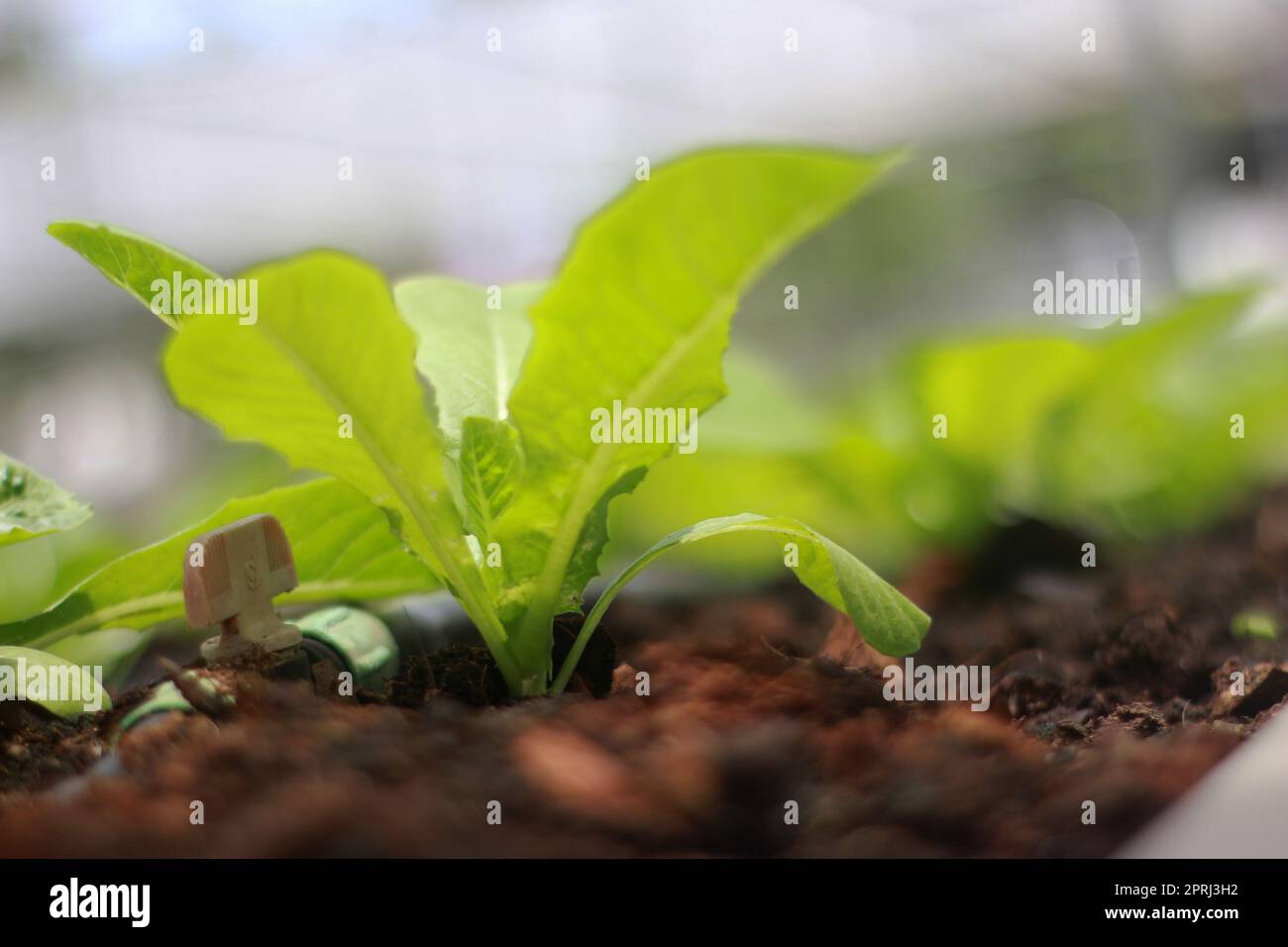 Farm for vegetables hi-res stock photography and images - Alamy