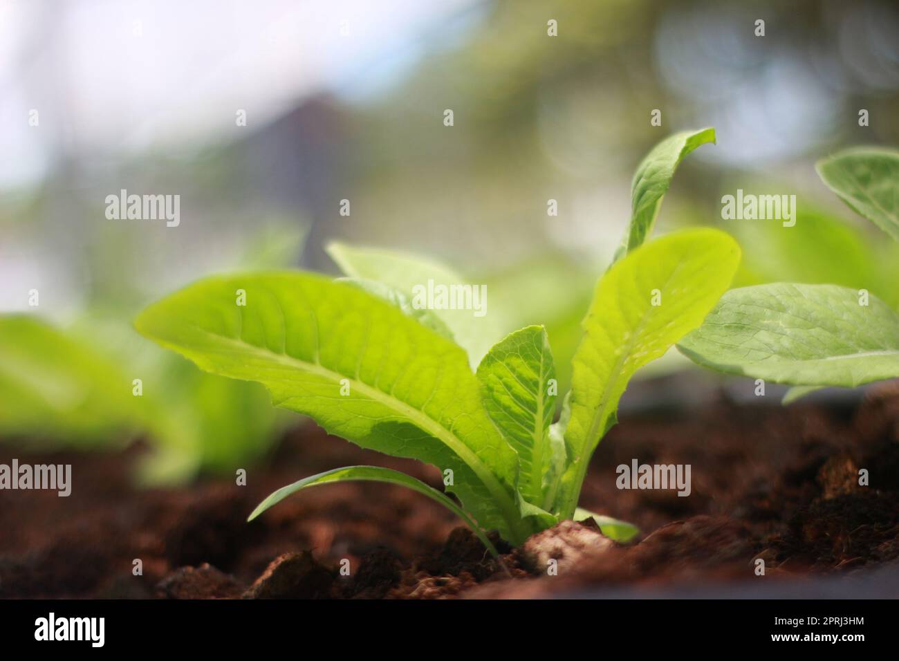 Farm for vegetables hi-res stock photography and images - Alamy