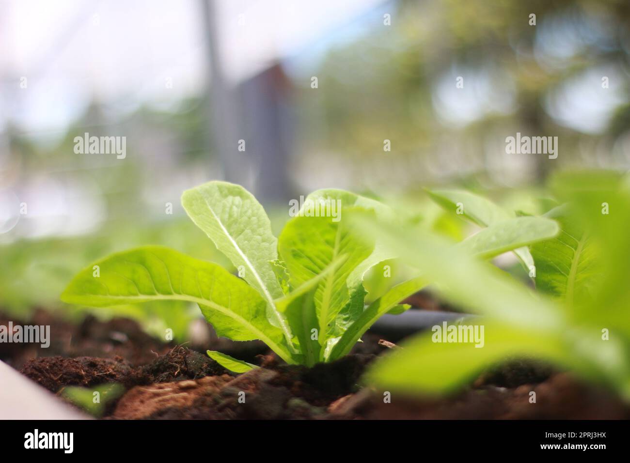 Lettuce garden hi-res stock photography and images - Alamy